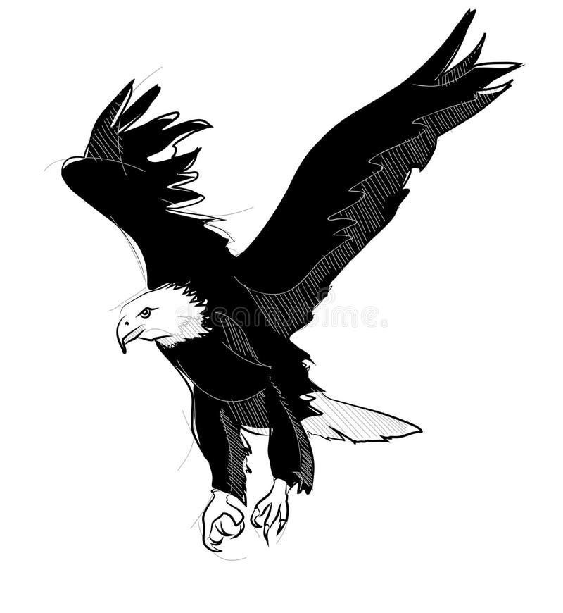 Bald Eagle Soaring in Sky stock illustration. Illustration of drawing ...
