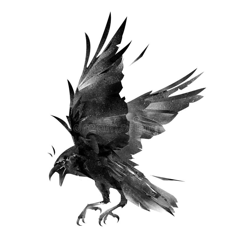 Drawing a Sketch of a Flying Black Crow on a White Background Stock ...