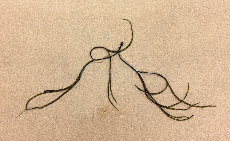 Drawing, Font, Twig stock photo. Image of font, twig - 135806966