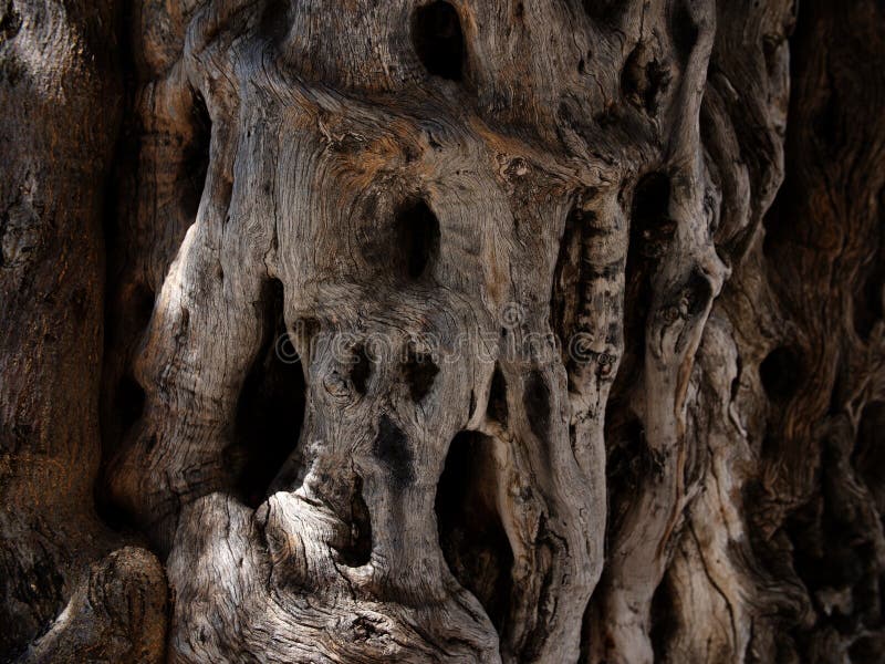 Drawing Formed by Bark on a Tree Trunk Stock Image - Image of shaft ...
