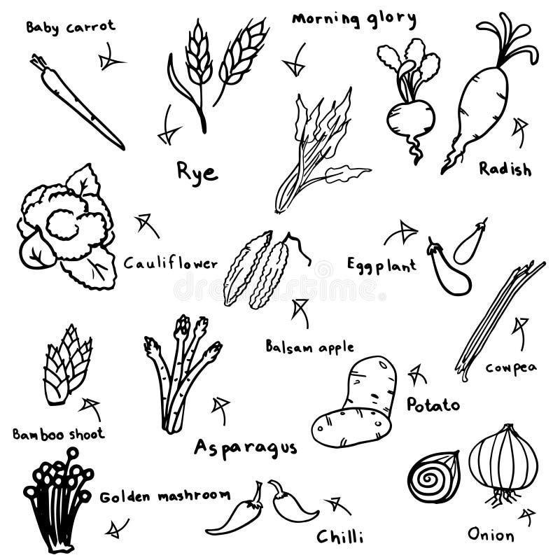Cowpea Stock Illustrations – 42 Cowpea Stock Illustrations, Vectors ...