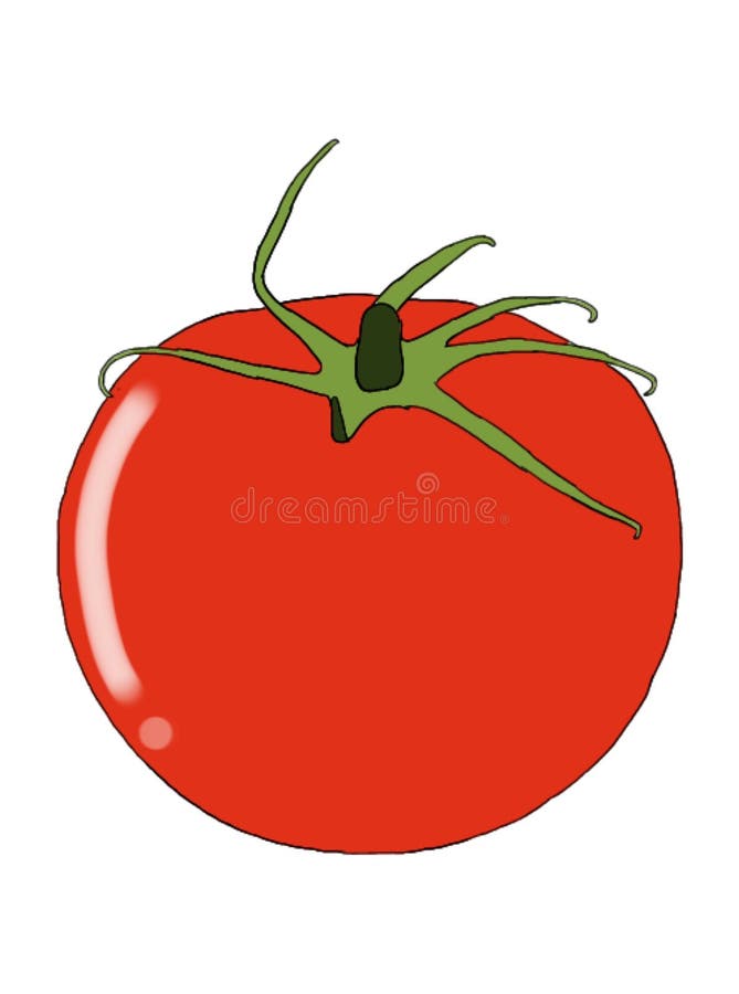 A Drawing Fresh Red Potato, Art Work. Stock Illustration - Illustration ...