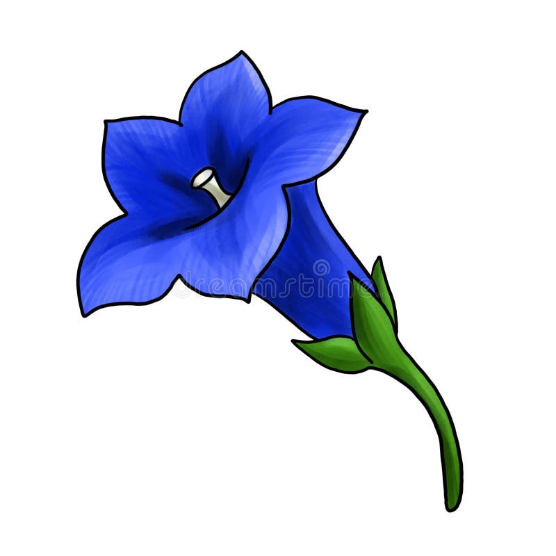 Blue Gentiana Stock Illustrations – 69 Blue Gentiana Stock ...