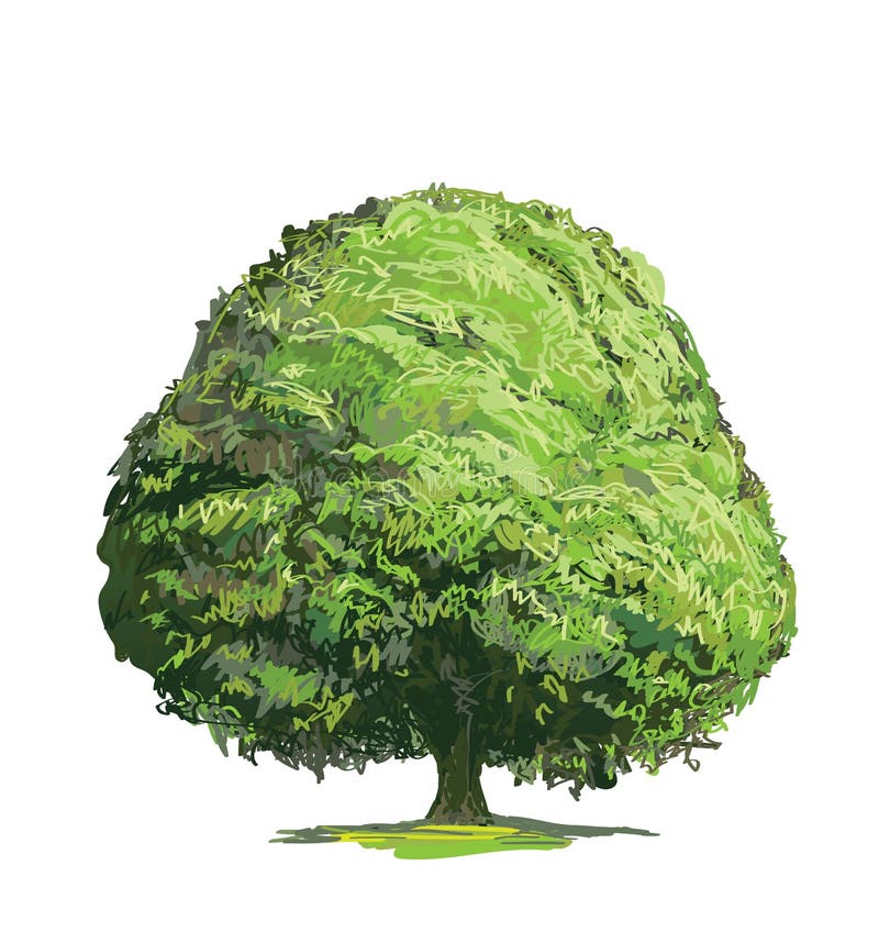 Drawing of Green Tree stock vector. Illustration of full - 14988358