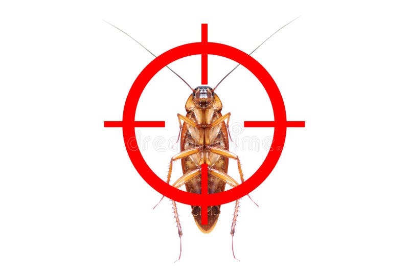 Drawing Gun Target To Kill Cockroach Stock Image - Image of danger ...