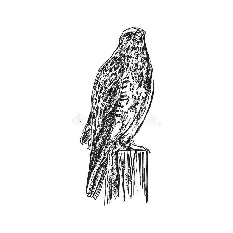 A Drawing of a Hawk with a Black Pen on it. Stock Illustration ...