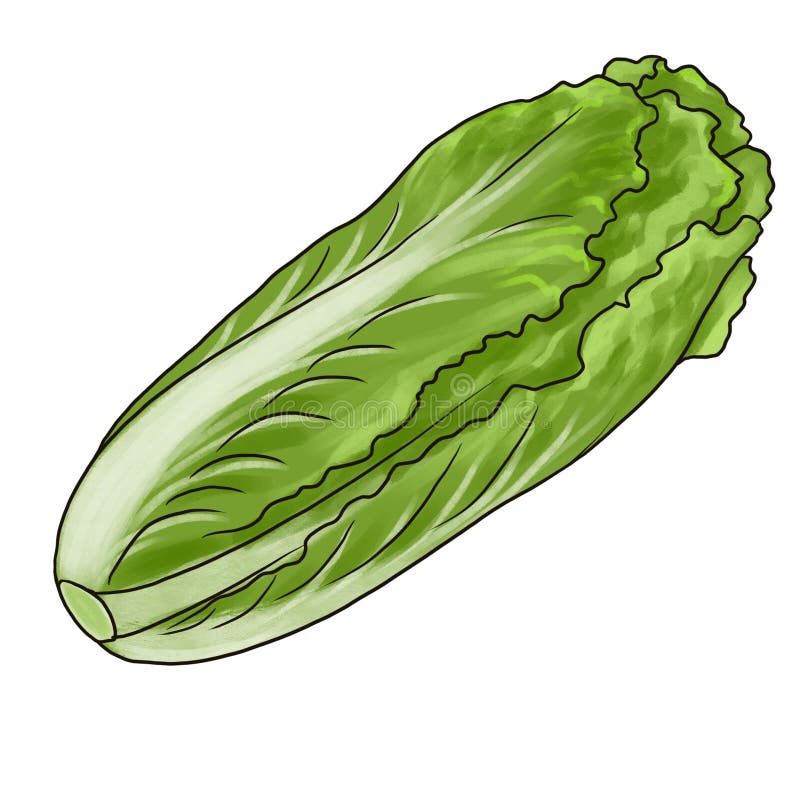 Napa Cabbage Plant Stock Illustrations – 203 Napa Cabbage Plant Stock ...