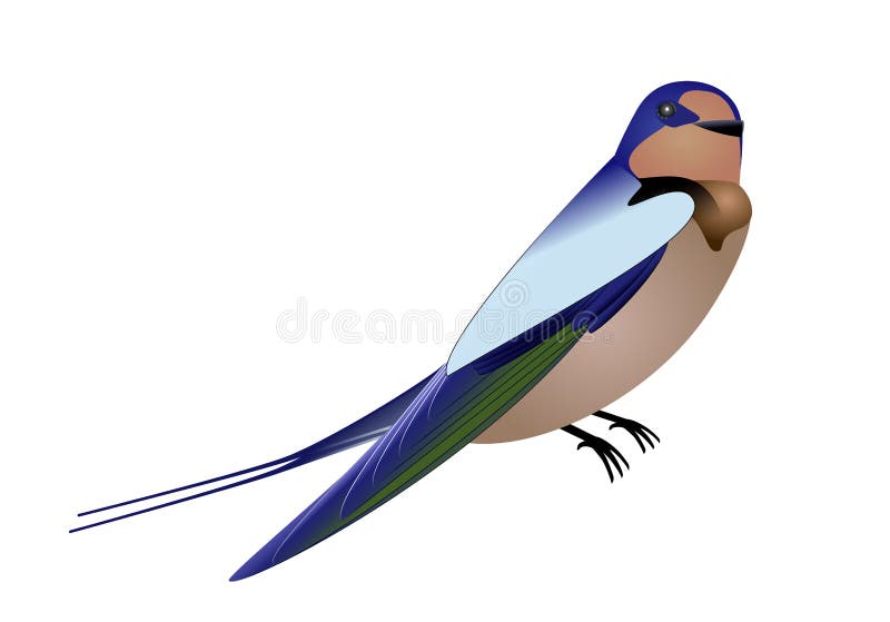 Hirundo Stock Illustrations – 202 Hirundo Stock Illustrations, Vectors ...