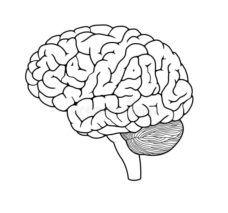 Human Brain Drawing Stock Illustrations – 12,579 Human Brain Drawing ...