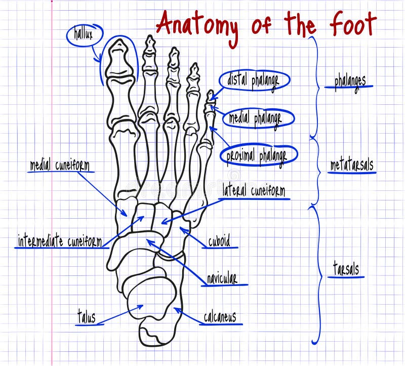 Foot bones pencil drawing stock image. Image of bones - 35006437