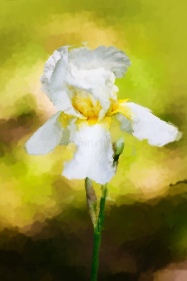 Drawing of Iris flower stock illustration. Illustration of background ...