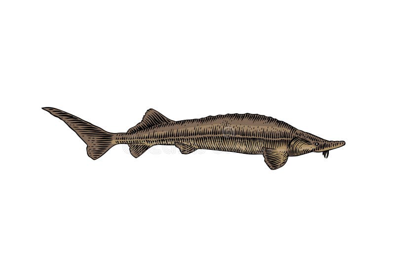 Live sturgeon fish stock illustration. Illustration of wild - 118460601