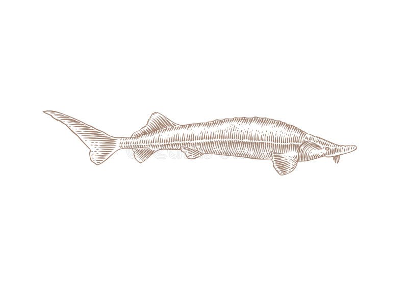 Sturgeon Fish Fishing Logo, Jumping Fish Design Template Vector ...