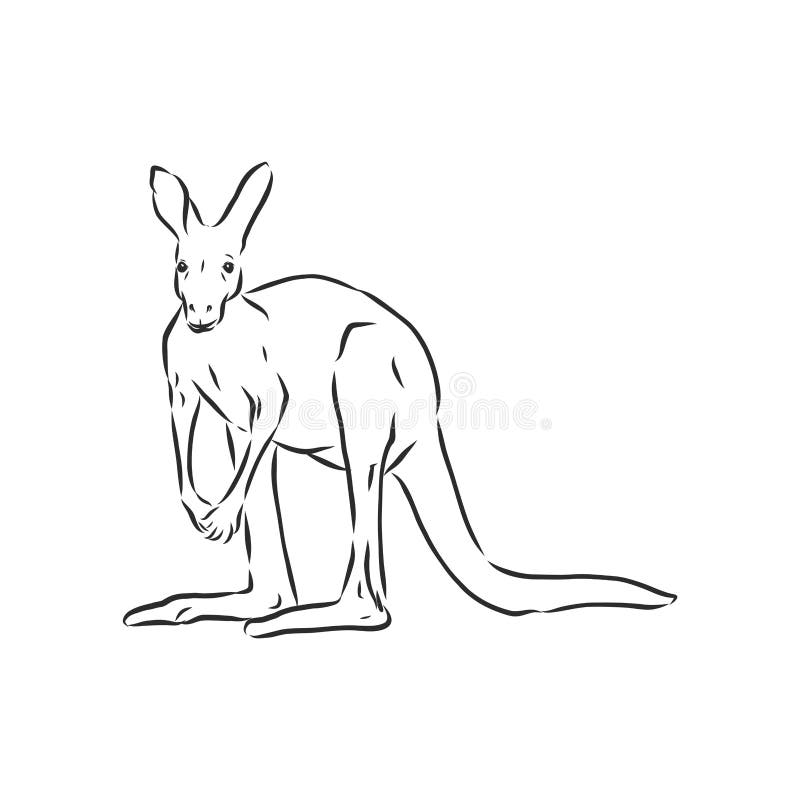 Drawing of a Kangaroo. Vector Illustration. Kangaroo Vector Sketch ...
