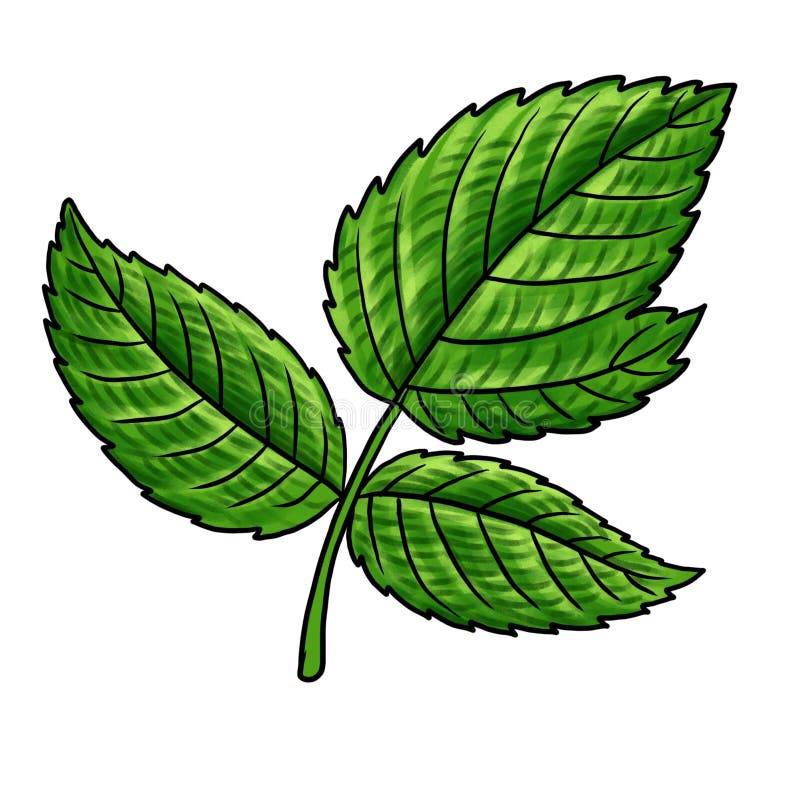 Raspberry Drawing by Watercolor Stock Vector - Illustration of juice ...