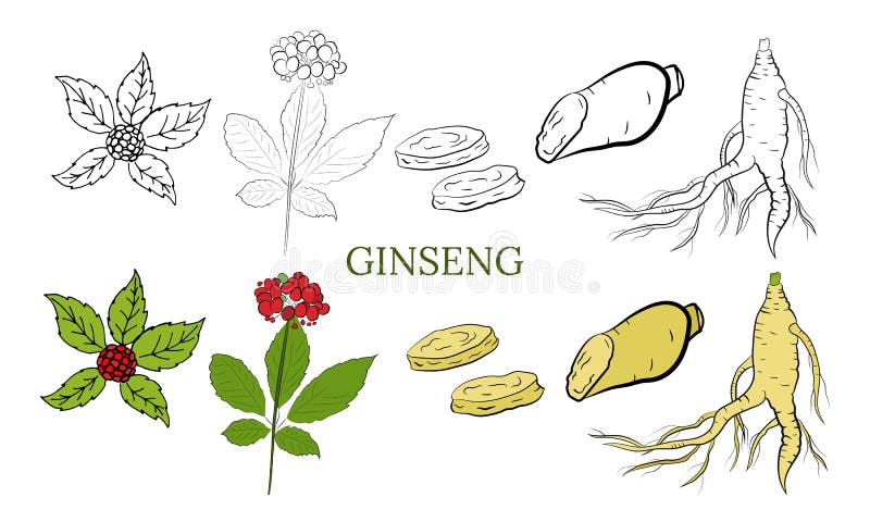 Drawing of Leaves and Root of Ginseng Stock Vector - Illustration of ...