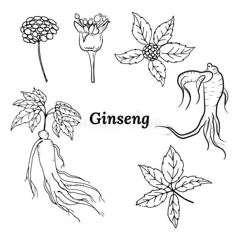 Ginseng Drawing Stock Illustrations – 1,365 Ginseng Drawing Stock ...