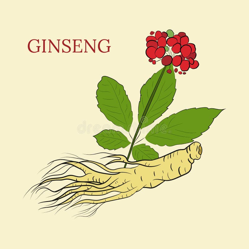 Drawing of Leaves and Root of Ginseng Stock Vector - Illustration of ...