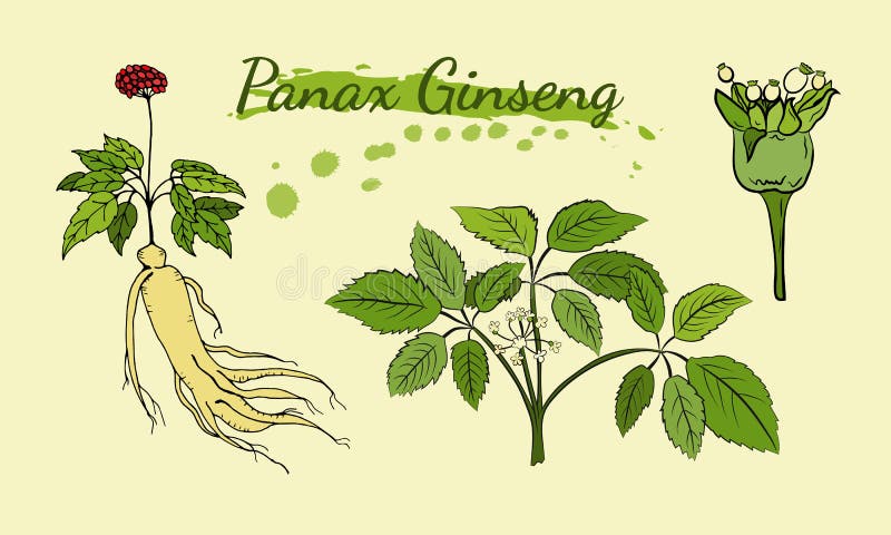 Drawing of Leaves and Root of Ginseng Stock Vector - Illustration of ...