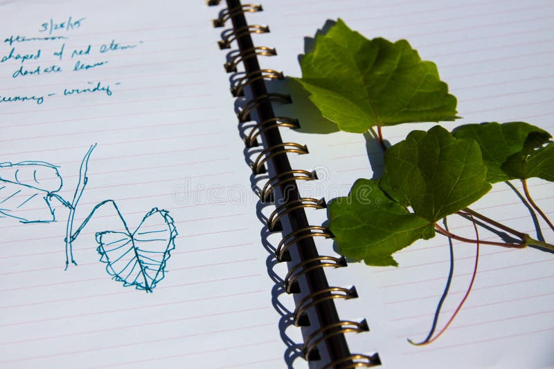 Drawing Leaves and Taking Notes in a Nature Journal Stock Photo - Image ...