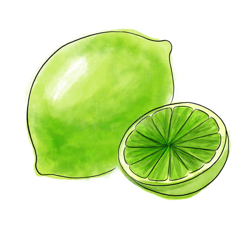 Drawing lime with a slice stock vector. Illustration of healthy - 46310915