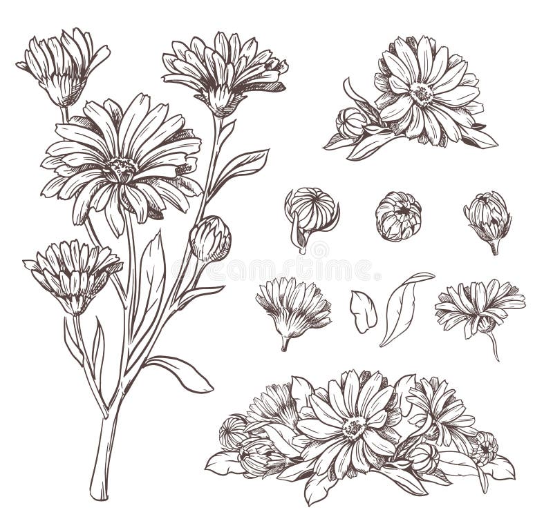 Calendula Line Drawing Stock Illustrations – 745 Calendula Line Drawing ...