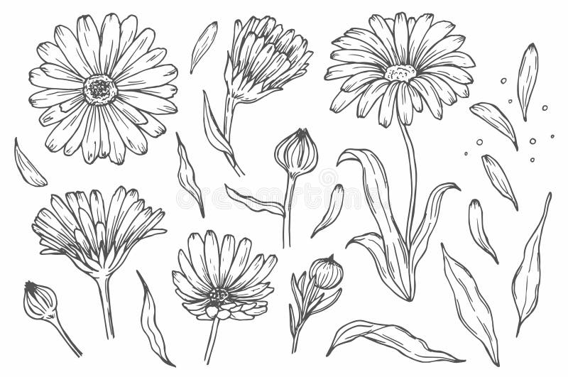 Drawing of Line Calendula Flower. Contour Elements Isolated on a White ...