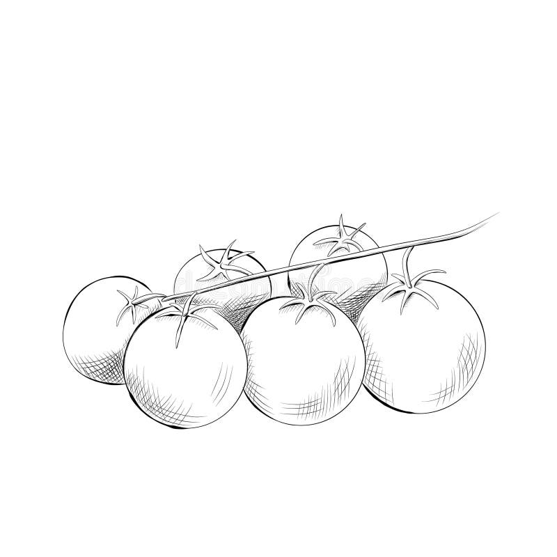 Tomatoes Line Drawing Stock Illustrations – 1,059 Tomatoes Line Drawing ...