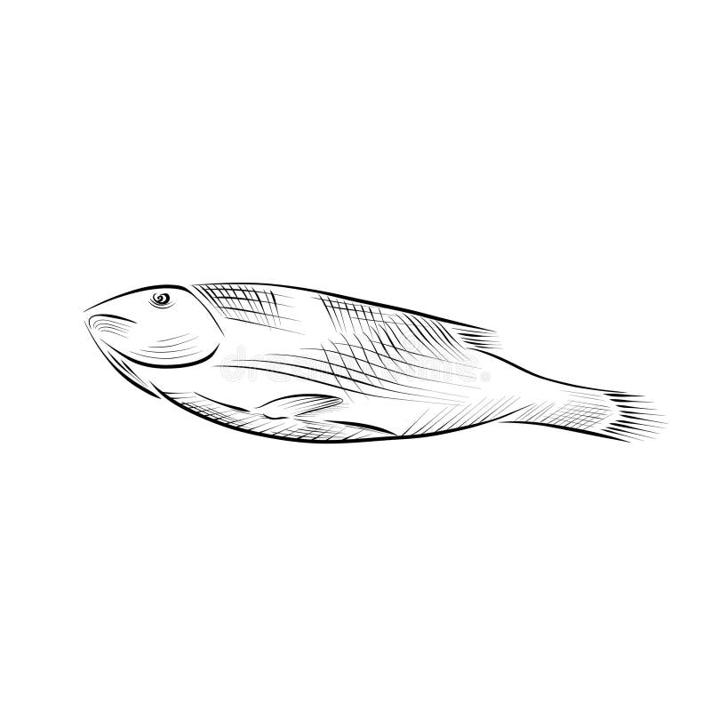 Drawing Lines. Line Art - Fish Stock Vector - Illustration of ...