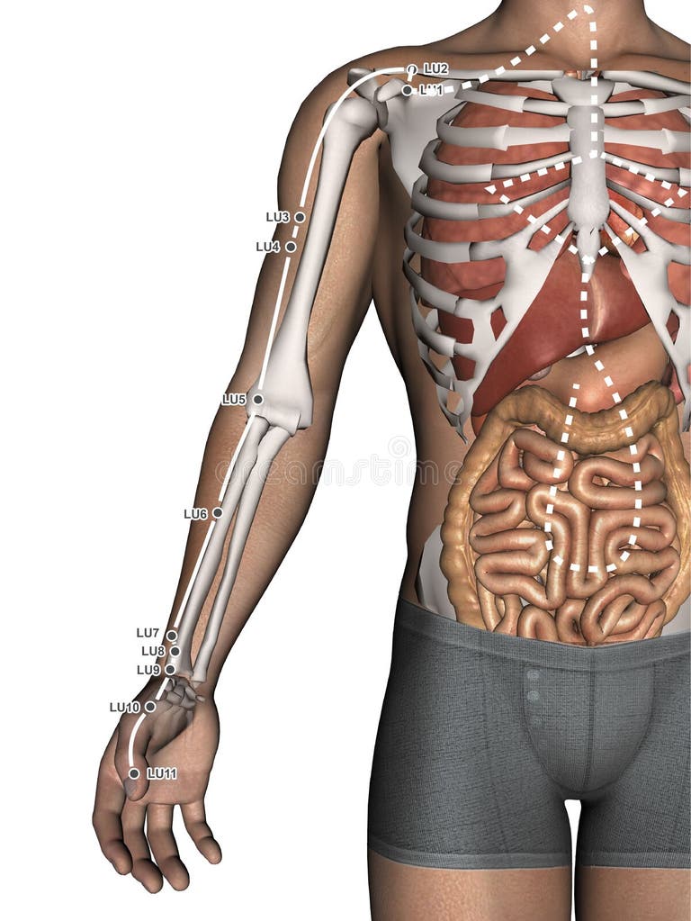 Arm Meridian Point 3d Stock Illustrations – 48 Arm Meridian Point 3d ...
