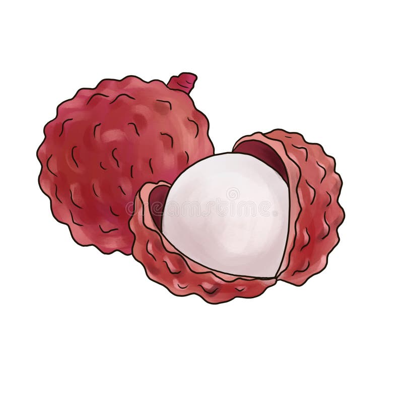 Litchi Drawing Stock Illustrations – 372 Litchi Drawing Stock ...