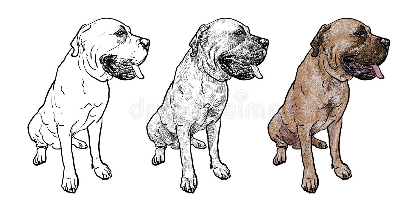Mastiff Drawing Stock Illustrations – 2,445 Mastiff Drawing Stock ...
