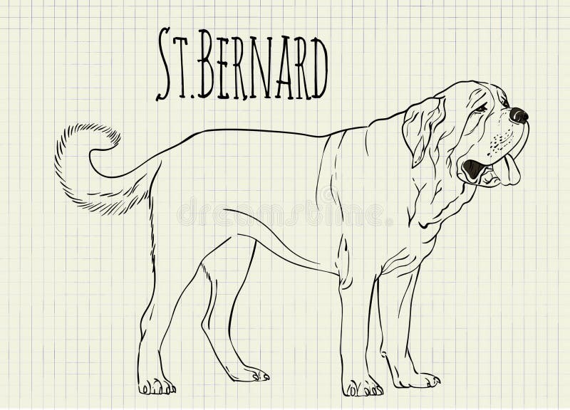 St Bernard Dog Outline Stock Illustrations – 73 St Bernard Dog Outline ...