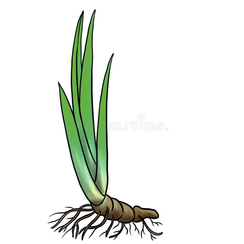 Orris Root Stock Illustrations – 8 Orris Root Stock Illustrations ...