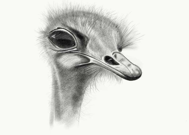 Pencil Drawing Ostrich Head Stock Photos - Free & Royalty-Free Stock ...