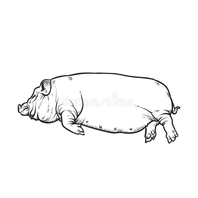 Drawing Outline of a Sleeping Pig Stock Vector - Illustration of black ...