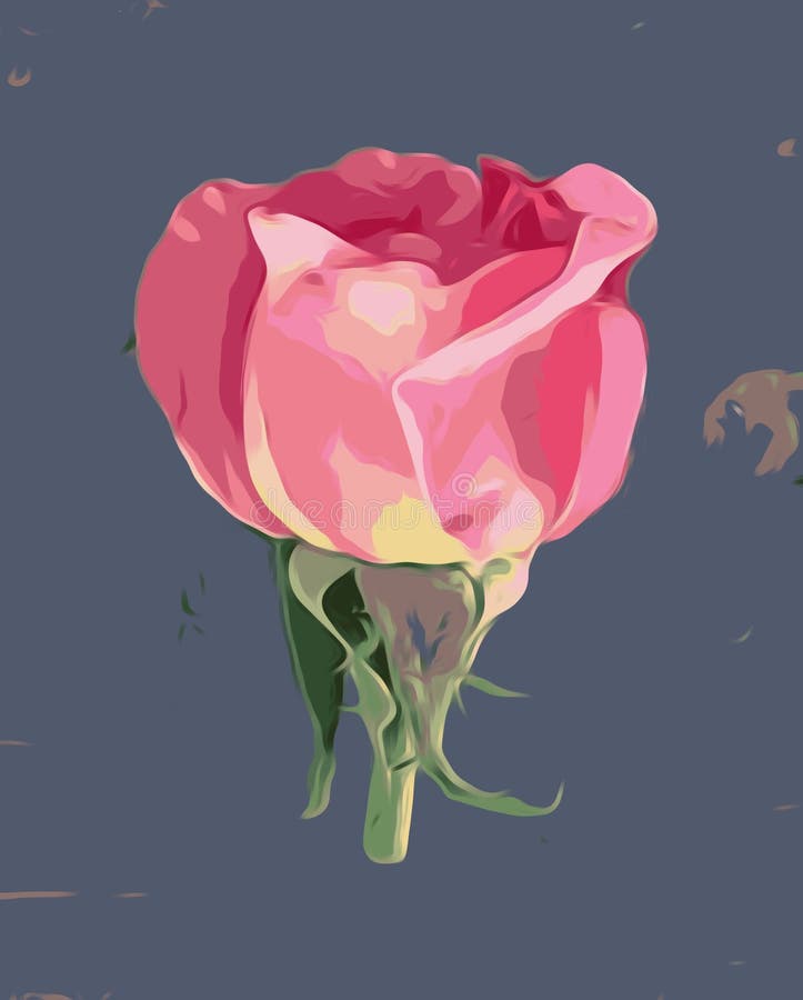 Drawing and Painting Pink Rose Stock Illustration - Illustration of ...