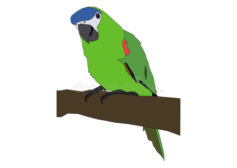 White Background Parrot Stock Illustrations – 15,595 White Background ...