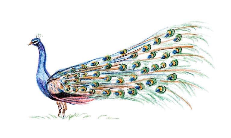 Drawing Hand Peacock Stock Illustrations – 6,623 Drawing Hand Peacock ...