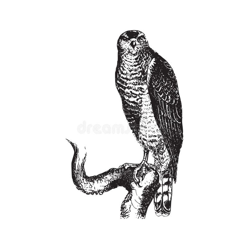 Peregrine Falcon Sketch Stock Illustrations – 94 Peregrine Falcon ...