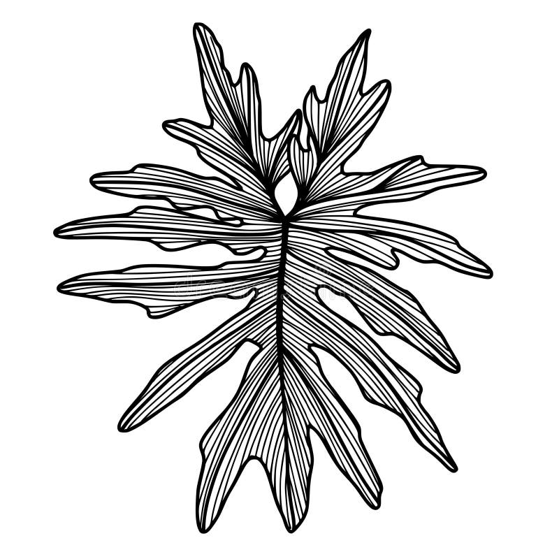 Line Philodendron Stock Illustrations – 1,587 Line Philodendron Stock ...