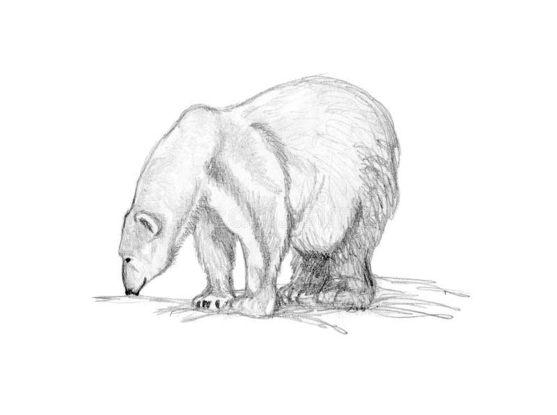 Drawing Polar Bear Sniffing Stock Illustration - Illustration of pencil ...