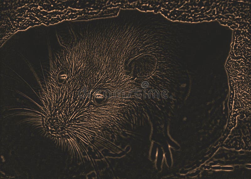 Rat on a Sewer with Black Background Stock Photo - Image of grate ...