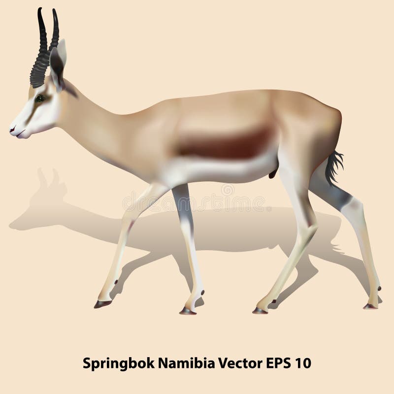 Springbok Stock Illustrations – 700 Springbok Stock Illustrations ...