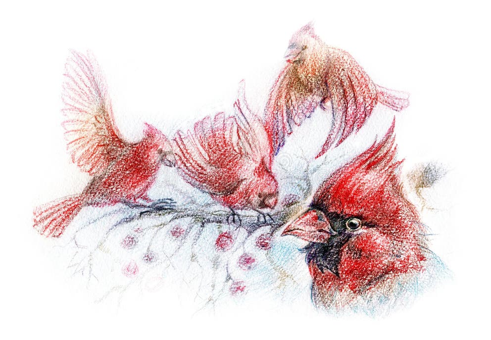 Red Cardinal Line Drawing Stock Illustrations – 203 Red Cardinal Line ...