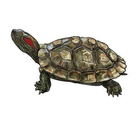 Red Slider Turtle Stock Illustrations – 105 Red Slider Turtle Stock ...
