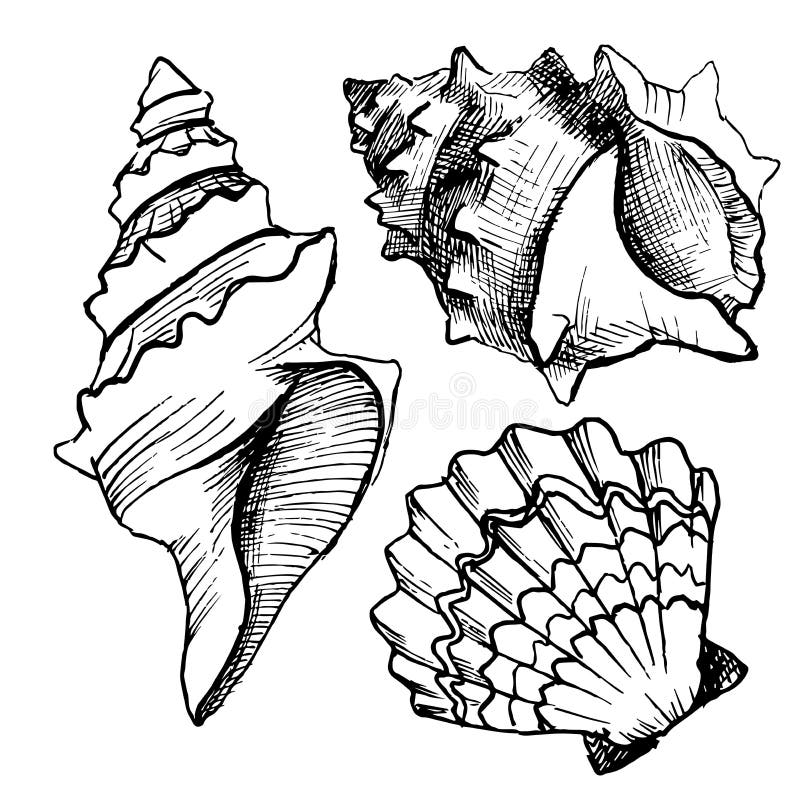 Seashells Ink Drawing Stock Illustrations – 336 Seashells Ink Drawing ...