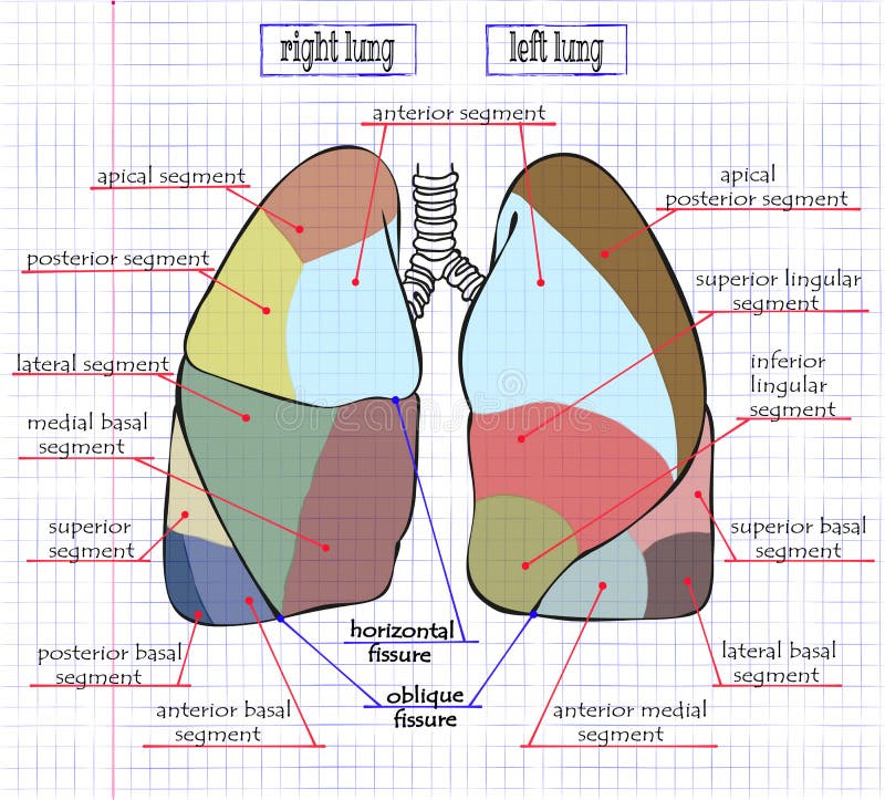 Lingula Lung Diagram
