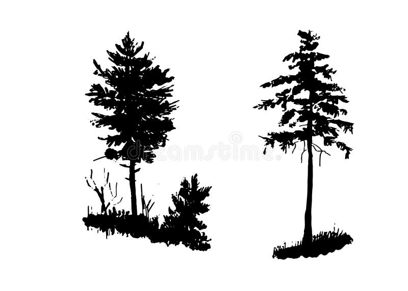 Drawing, Set of Isolates Elements, Young Pine and Young Spruce in the ...