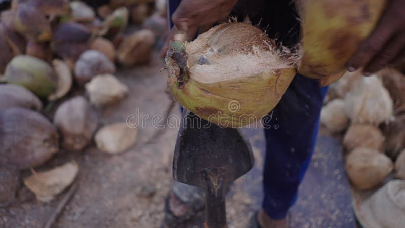 Drawing of a Sharp Tool Cutting Coconuts Stock Video - Video of food ...